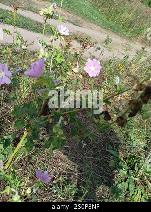 Eastern Tree-mallow (Malva thuringiaca Stock Photo - Alamy