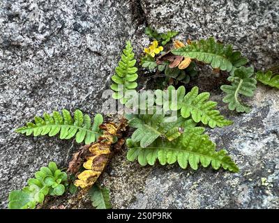 irregular polypody (Polypodium amorphum Stock Photo - Alamy