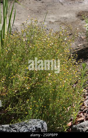 Spanish False Fleabane (Pulicaria paludosa Stock Photo - Alamy