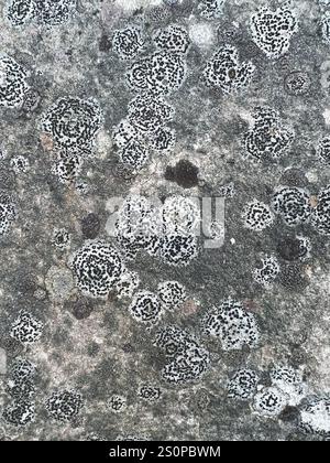 concentric boulder lichen (Porpidia crustulata Stock Photo - Alamy