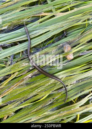 Kelp Pipefish (Syngnathus californiensis Stock Photo - Alamy