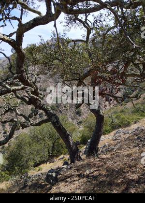 island scrub oak (Quercus pacifica Stock Photo - Alamy