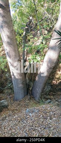 Shamel Ash (Fraxinus uhdei Stock Photo - Alamy