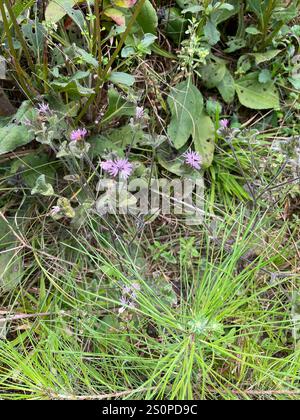 common elephant's-foot (Elephantopus tomentosus) Plantae Stock Photo ...