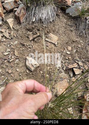 western needle grass (Eriocoma occidentalis occidentalis Stock Photo ...