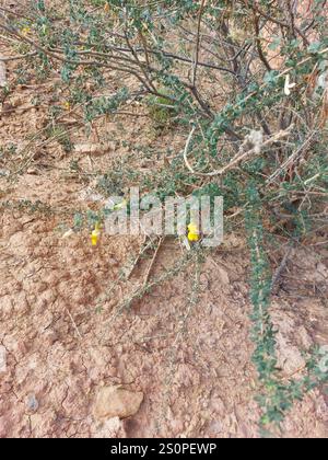 Pygmy Caragana (Caragana pygmaea Stock Photo - Alamy
