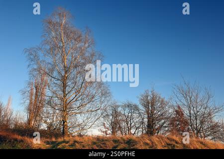 Alte Birken in der Landschaft Der kräftige Stamm einer 40-jährigen ...