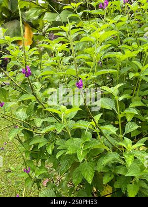 purple porterweed (Stachytarpheta frantzii Stock Photo - Alamy