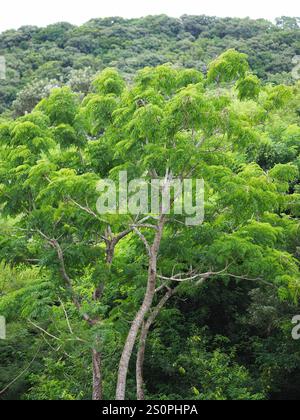 Emerald Tree (Radermachera sinica Stock Photo - Alamy
