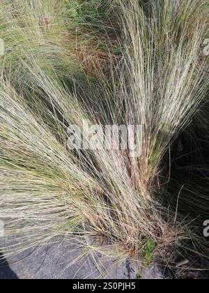 Tussock Swamp Twig Rush (Machaerina juncea), Plantae, Wilsons ...