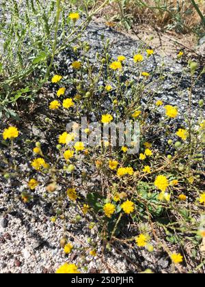 Valley Lessingia (Lessingia glandulifera Stock Photo - Alamy