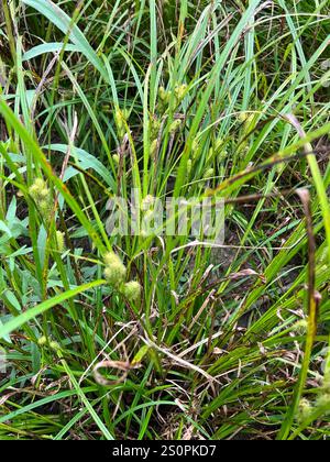 Frank's sedge (Carex frankii Stock Photo - Alamy