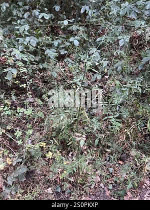 stone parsley (Sison amomum Stock Photo - Alamy