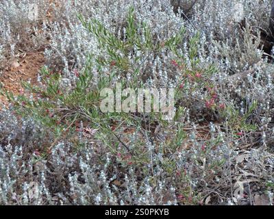 Common Emu-Bush (Eremophila glabra Stock Photo - Alamy