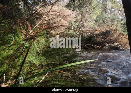 tassel cord-rush (Baloskion tetraphyllum), Plantae, Wilsons Promontory ...