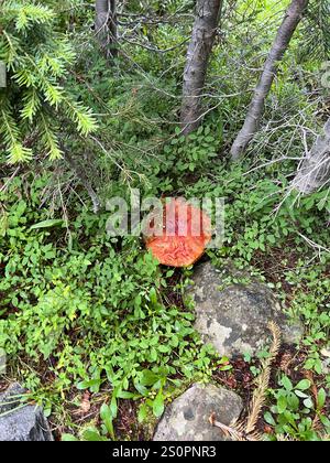 Ruby Porcini (Boletus rubriceps Stock Photo - Alamy
