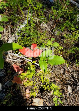 creeping mahonia (Berberis repens Stock Photo - Alamy