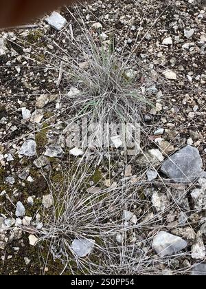 Slim Tridens (Tridentopsis mutica Stock Photo - Alamy