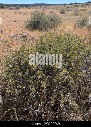 wild crab apple (Peraphyllum ramosissimum) Plantae Stock Photo - Alamy