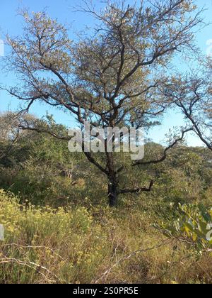 silver terminalia (Terminalia sericea Stock Photo - Alamy