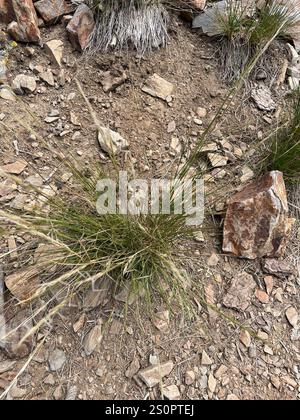 western needle grass (Eriocoma occidentalis occidentalis Stock Photo ...