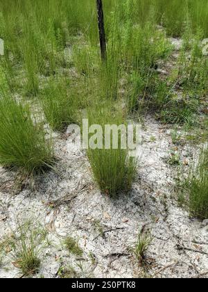 Wire grass (Aristida stricta Stock Photo - Alamy