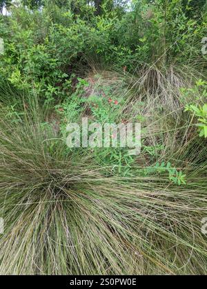 Phasey Bean (Macroptilium lathyroides Stock Photo - Alamy