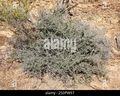 Spiny Fan-flower (Scaevola spinescens Stock Photo - Alamy