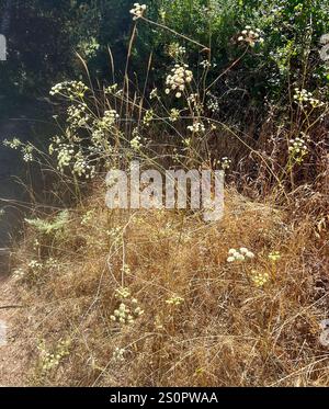 Kellogg's yampah (Perideridia kelloggii Stock Photo - Alamy