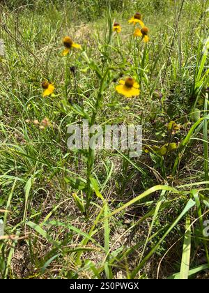Southern Sneezeweed (Helenium flexuosum Stock Photo - Alamy