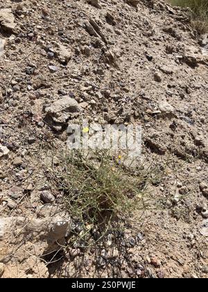 Spiny Goldenweed (Xanthisma spinulosum Stock Photo - Alamy