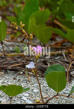 Beach Bean (Canavalia rosea Stock Photo - Alamy