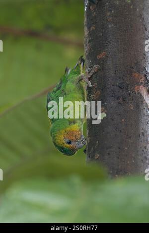 Buff-faced Pygmy-Parrot (Micropsitta pusio) is the smallest parrot in ...