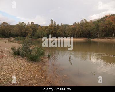 Lago de las tortugas - Turtle Lake (Nueva Andalucía, Marbella, Province ...
