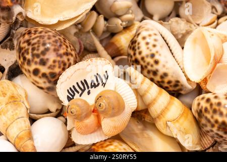 Collection of seashells in a gift shop in Al Seef Dubai Creek, United ...