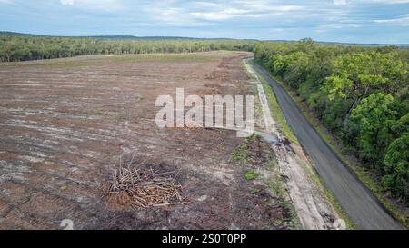aerial drone view, land clearing deforestation, piles of logs cut down ...