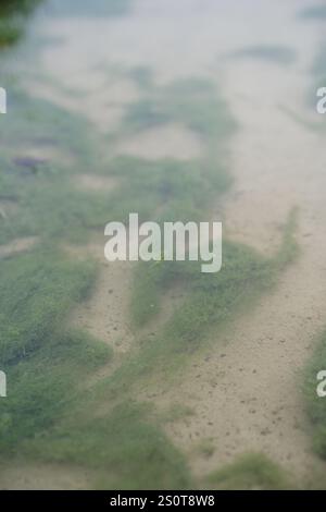 Shallow water texture with aquatic plants colorful gravel and natural ...