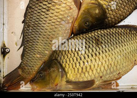 "A vibrant fish market in Rasht, Gilan Province, Iran. Freshly caught ...