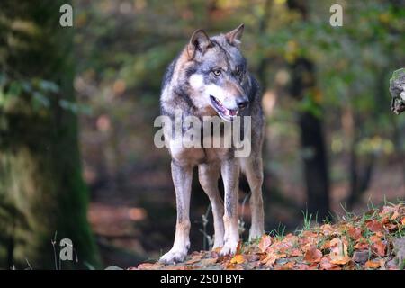 Wolf-Europaeischer Grauwolf in Deutschland in Aktion. Wolf-Grauwolf ...