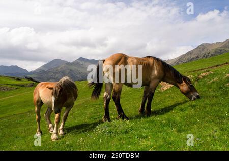 Tor Valley is located at the L'Alt Pirineu Nature Park. Lleida ...