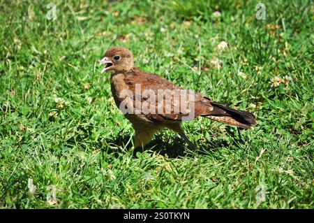 Young Chimango, also called Tiuque, native to South America Stock Photo ...