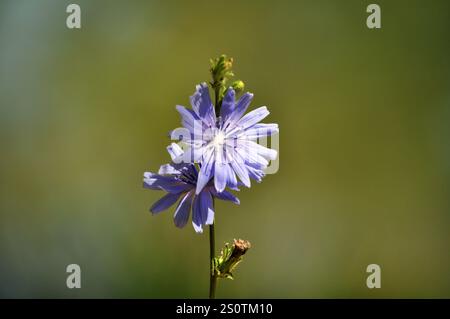 Chicory wild flowers, petal blue color, blur background with green ...
