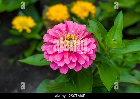Zinnia flower in the garden Stock Photo - Alamy