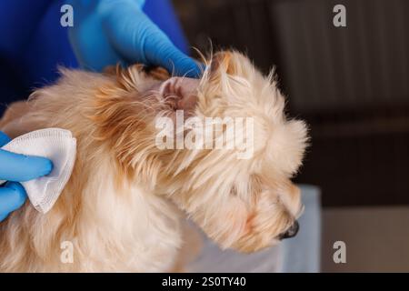 veterinarian doctor wipes a dog's sore ear, treatment of animal ...