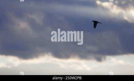 Mourning Doves in flight, Socorro county, New Mexico, USA Stock Photo ...