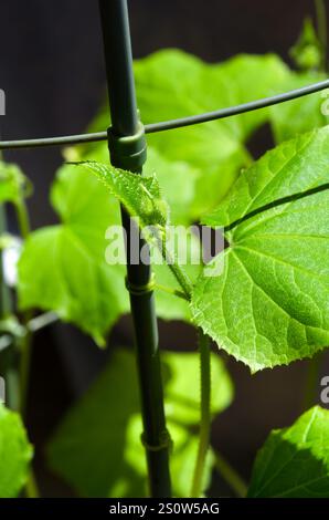 The first young cucumbers close-up on the garden bed. Blooming ...