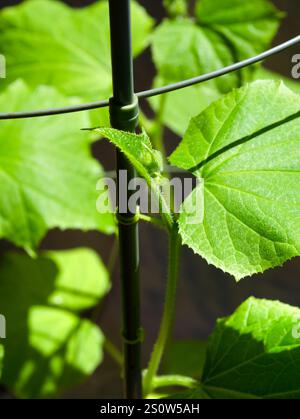 The first young cucumbers close-up on the garden bed. Blooming ...