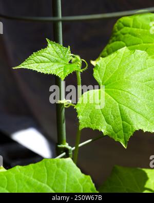 The first young cucumbers close-up on the garden bed. Blooming ...