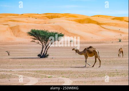 Rimal Al Wahiba / Wahiba Sands mit Kamel *** Rimal Al Wahiba Wahiba ...