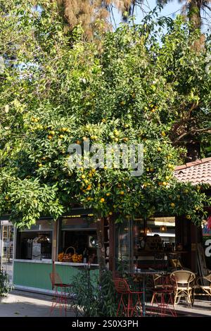 Selcuk Turkey Turkiye Turunc Tree A Bitter Orange Citrus Tree Stock selcuk-turkey-turkiye-turunc-tree-a-bitter-orange-citrus-tree-stock